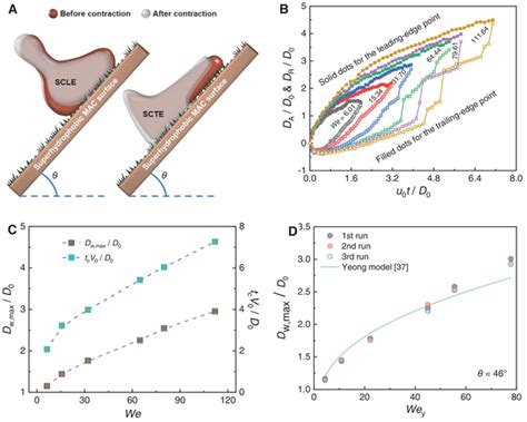 Contraction Dynamics Of The Virtually Separated Leading And Trailing