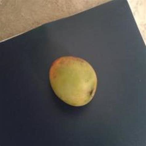 Yolov8 Fyp Mango Classification Model V4 2024 05 17 1 04am By Yolov8 Fyp Mango