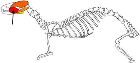 Superficial Muscles Mink Flashcards Quizlet