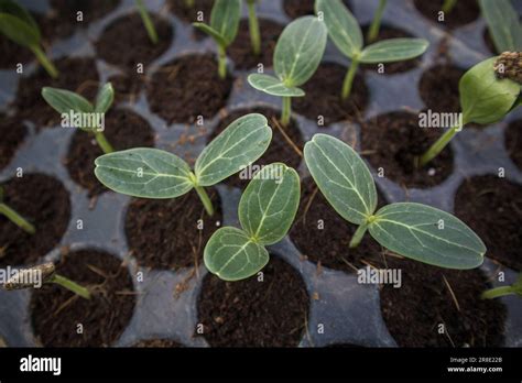Close Up Of Different Types Of Vegetable Seedlings Rows Growing In A Hothouse At Jessore