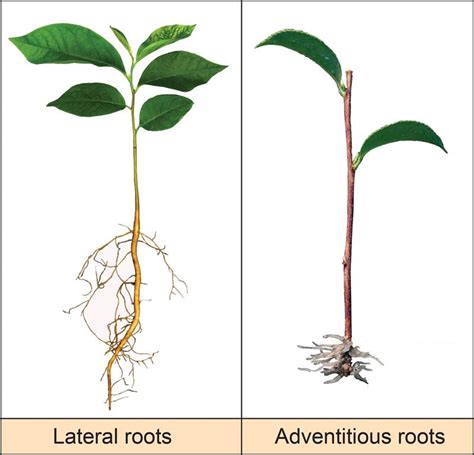 Adventitious Root System Diagram Difference Between Tap Root
