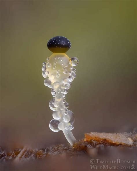 Award Winning Photographer Timothy Boomer Captures Magical Macro