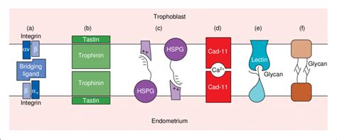 Possible Interactions Between Trophectoderm And Endometrial Cells At Download Scientific
