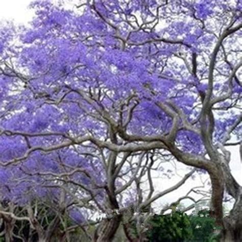 Blue Jacaranda Tree Bonsai Blue Jacaranda Dwarf Bush Plants Express
