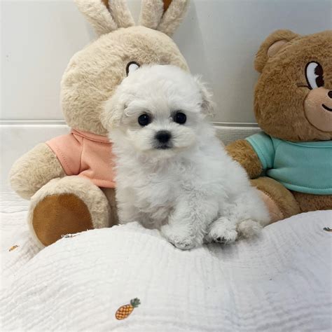 대전미니비숑분양 춘심이 분양중인 비숑프리제 아가몽