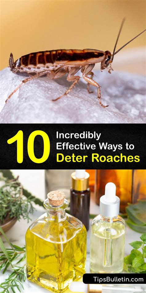 Deterring Roaches The Easy Way Natural Roach Deterrents