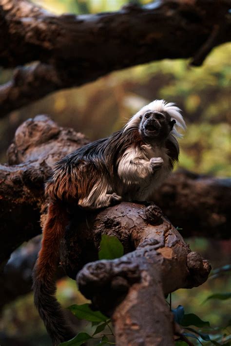 100 Funny Monkey Wallpapers