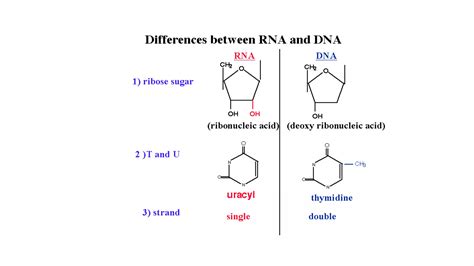 Molecular Biology Ii Rna Types Structure And Function Pdf
