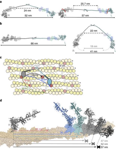 How Myosin X Makes Up To Nm Step A Model Of A Two Headed Myosin Download Scientific