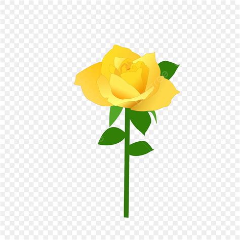 샴페인 장미 Png 일러스트 Psd 및 클립 아트에 대한 무료 다운로드 Pngtree
