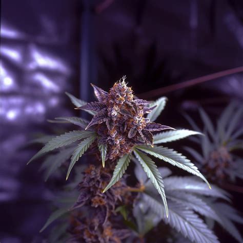 Purple Urkle Strain Information And Effects