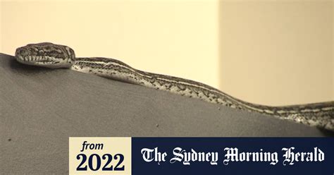 Video Python Pays Visit To Brisbane Newsroom