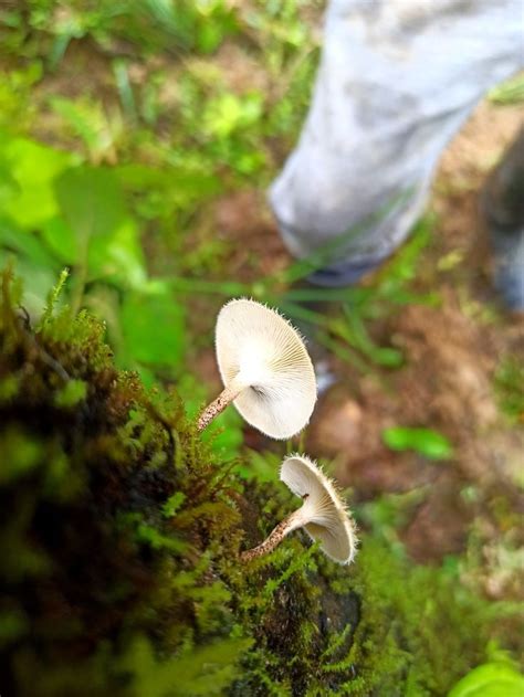 Lentinus Crinitus Fotografia