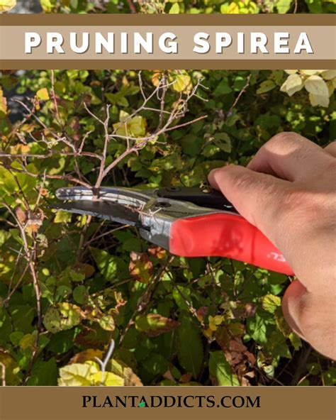 Pruning Spirea Plants Addict Pruning Spirea Spirea Spirea Shrub