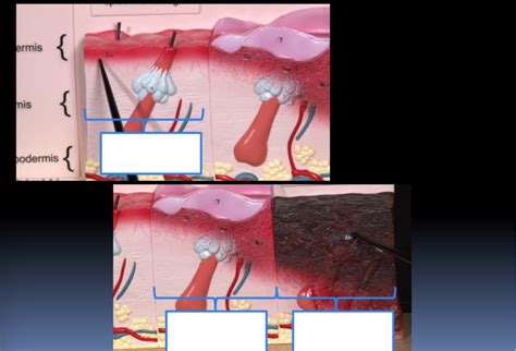Model Diagram Quizlet