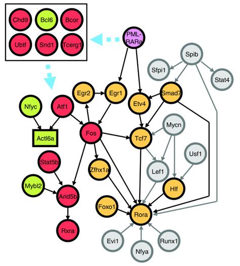 The Proposed Model Of Apl Pathogenesis Induced By Pml Rarα Pml Rarα Download Scientific