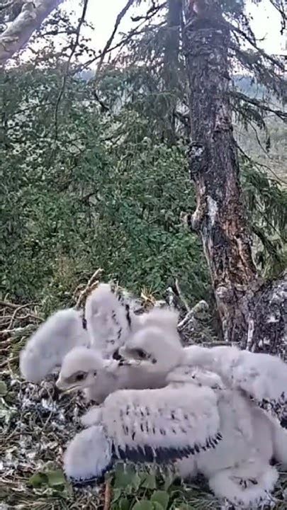 Shortvideo Birds Wordlife Wildlife Youtube