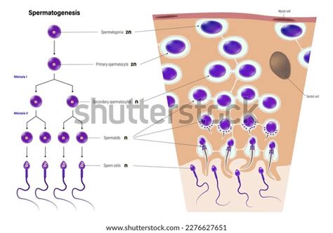 Spermatogenesis Male Reproductive System Cell Division Stock Vector
