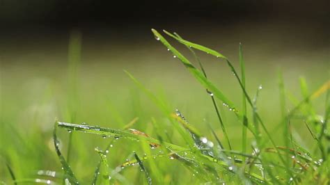 Dancing Grass Images Browse 59 Stock Photos Vectors And Video Adobe Stock