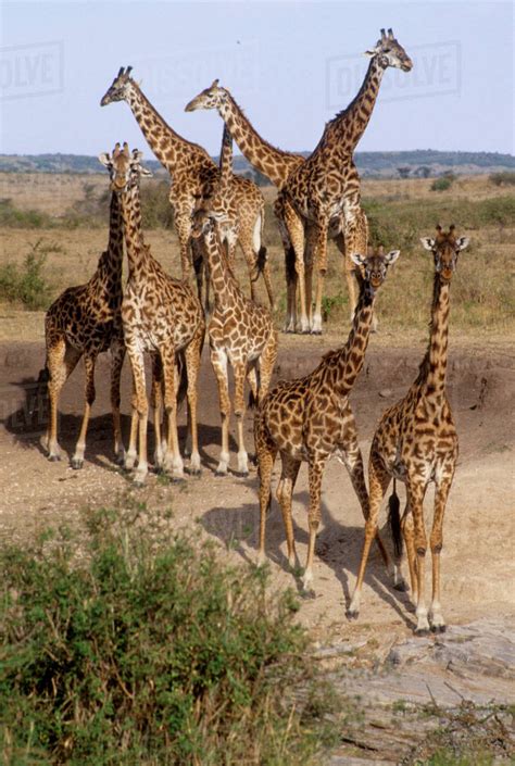 Kenya Masai Mara Game Reserve Herd Of One Dozen Masai Giraffes Aka