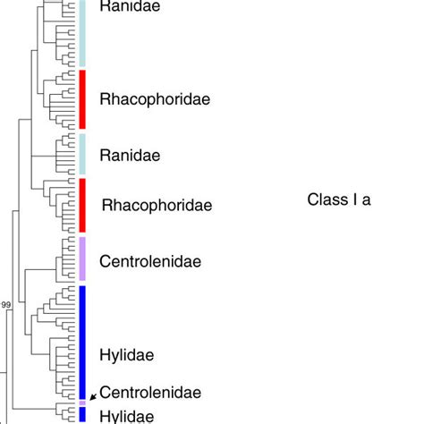 Minimum Numbers Of Putative Mhc Class Ia Loci In Amphibian Species The Download Scientific