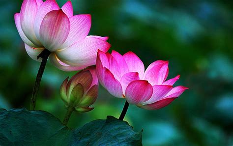Hindu Lotus Wallpapers Top Free Hindu Lotus Backgrounds Wallpaperaccess
