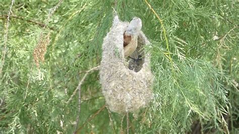 Penduline Tit At Nest Building Youtube