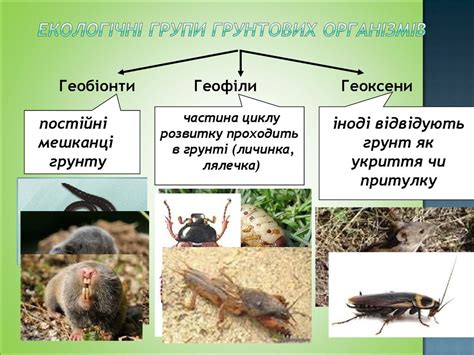 Ґрунтове середовище життя Пристосування організмів до життя у ґрунті презентация онлайн