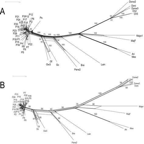 split graph showing the results of neighbor net analysis obtained on