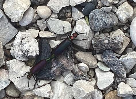 Please Help Identify Rbiology