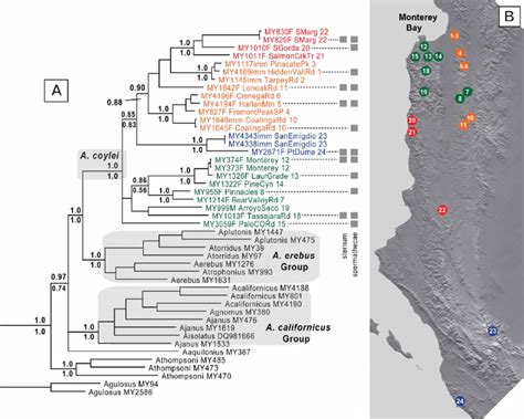 A Majority Rule Consensus Phylogram Resulting From Partitioned