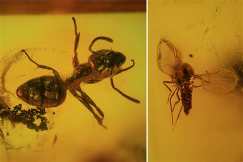 Detailed Fossil Sandfly And Ant In Baltic Amber 84659 For Sale