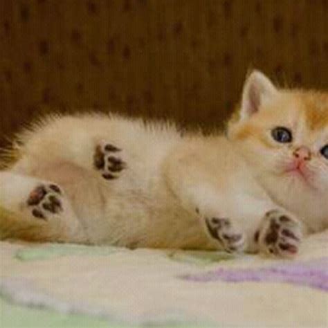 Chathuri Ranasinghe University Of Kelaniya Kelaniya Department Of