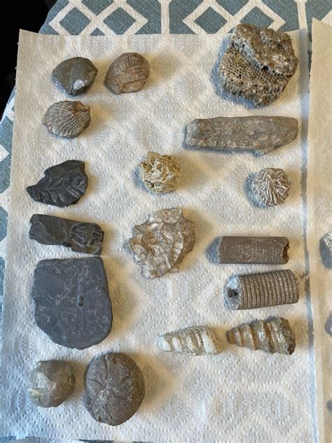 Fossils Part 1 R Fossilid