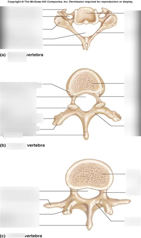 Cervical Thoracic And Lumbar Vertebrae Examples Diagram Quizlet