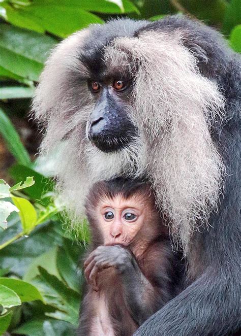 Macaca Silenus Monaco Nature Encyclopedia