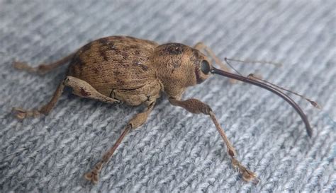 Beetle Curculio Bugguide