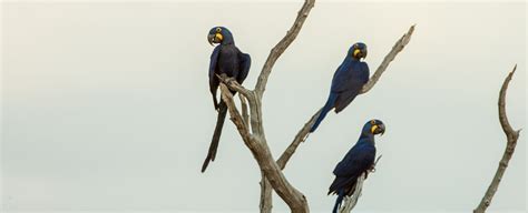 Visit The Pantanal Brazil Travel Guide Geodyssey Visit The Pantanal Brazil Travel Guide Geodyssey