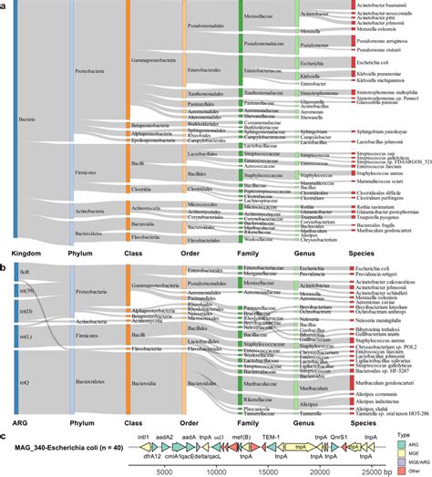 Host Bacteria Of Antibiotic Resistance Genes Args In Swine Lower
