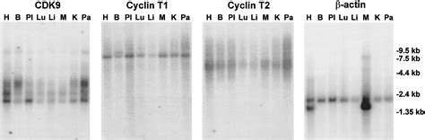 Identification Of Multiple Cyclin Subunits Of Human P Tefb