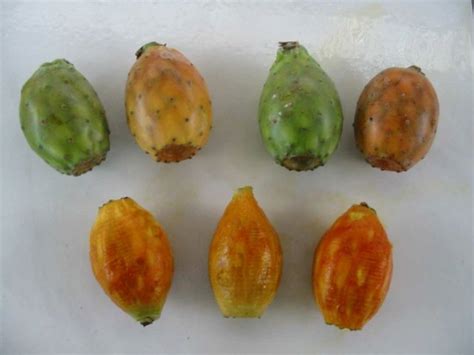 prickly pear fruit peeler fruit processing for sale new
