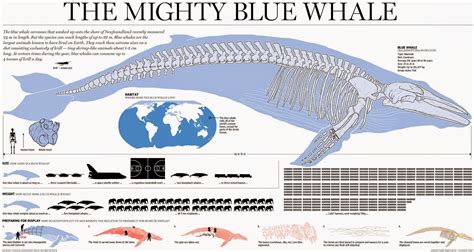 Blue Whale Heart Size Comparison
