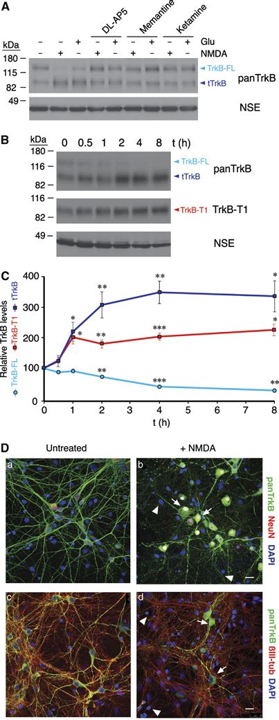 Neuronal Specific Regulation Of Trkb Is Induced By Nmdar Overactivation