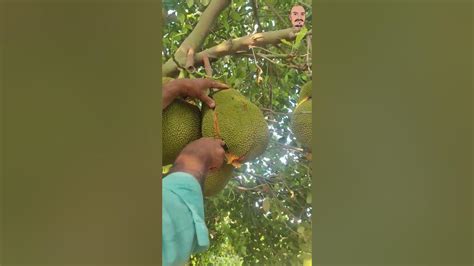 Gini Waraka ගිනි වරකා Indika Koralage Youtube