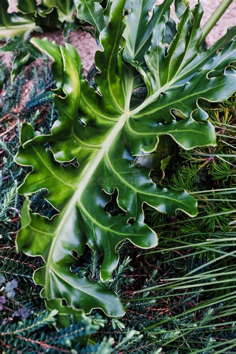 Giant Philodendron Leaves In Australian Backyard With Native Plants