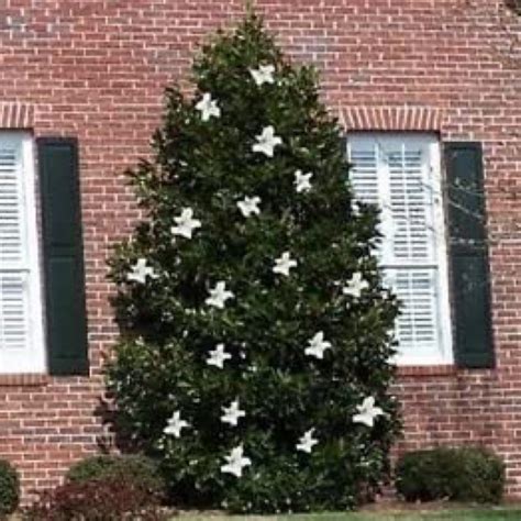 Southern Magnolia Little Gem 202 Tree Center