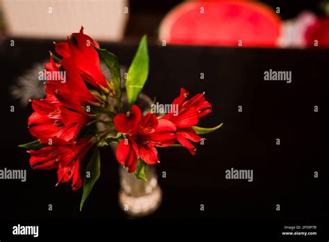 Blossomed Lily Hi Res Stock Photography And Images Alamy