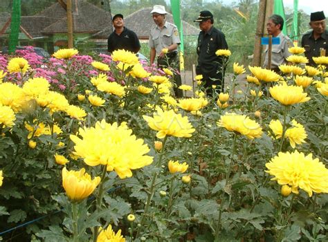 Krisan Nasional Antara Foto