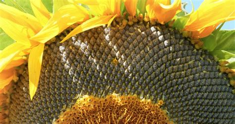 Sunflower Seeds Fibonacci Golden Ratio In Nature And Sunflower Seeds