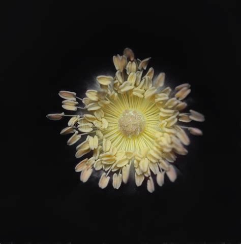 Abstract Isolated Sex Parts Of A Rose Stock Image Image Of Nature Wild 211627549